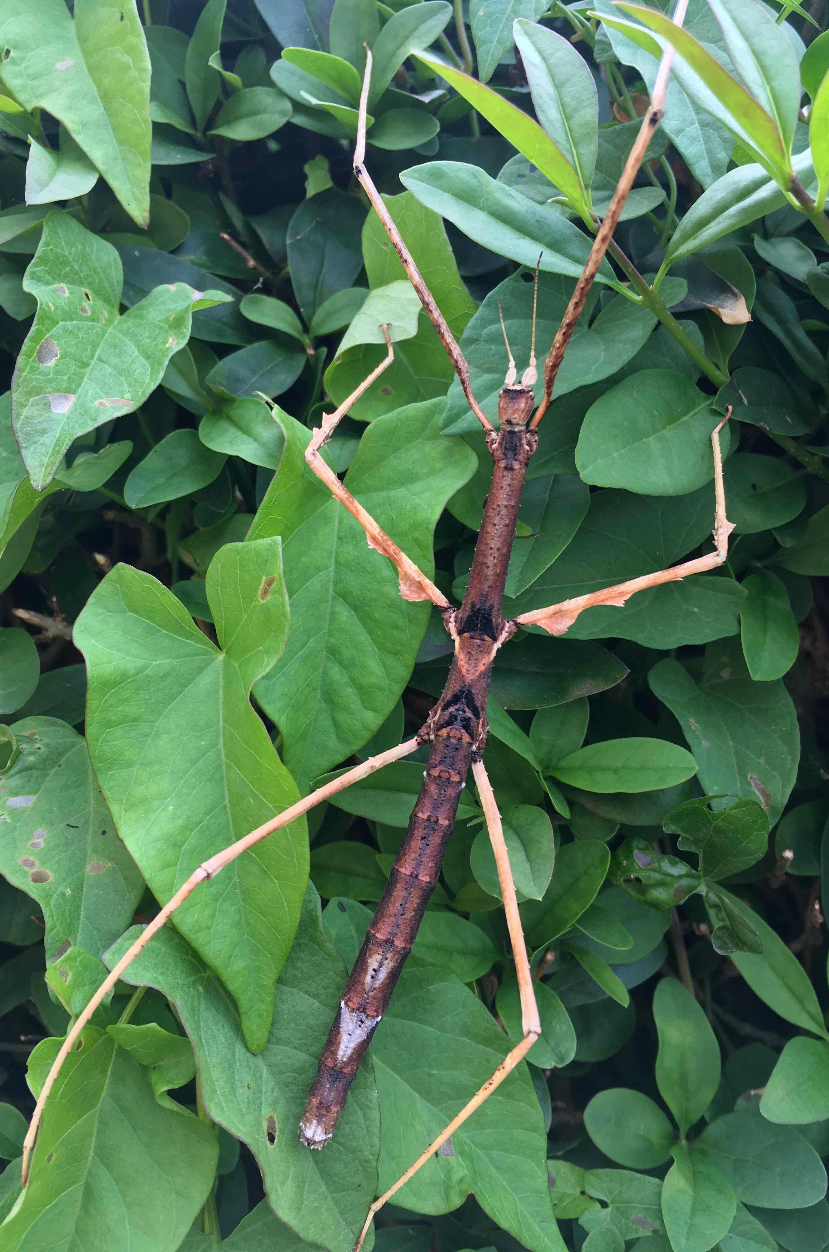 Stick