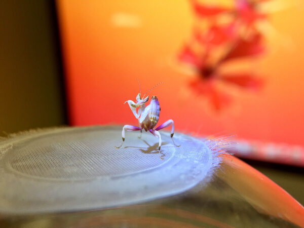 Orchid Mantis (Hymenopus coronatus) – Small Exotic Farm